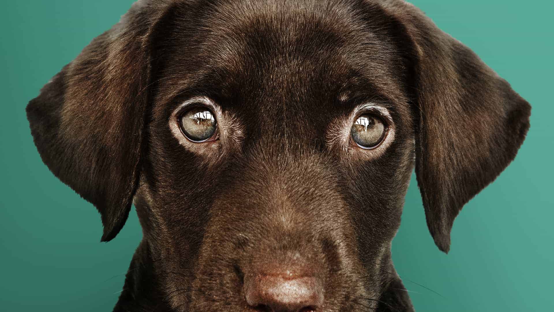 Come Vede un Cane? Ecco Come Funziona la Loro Vista