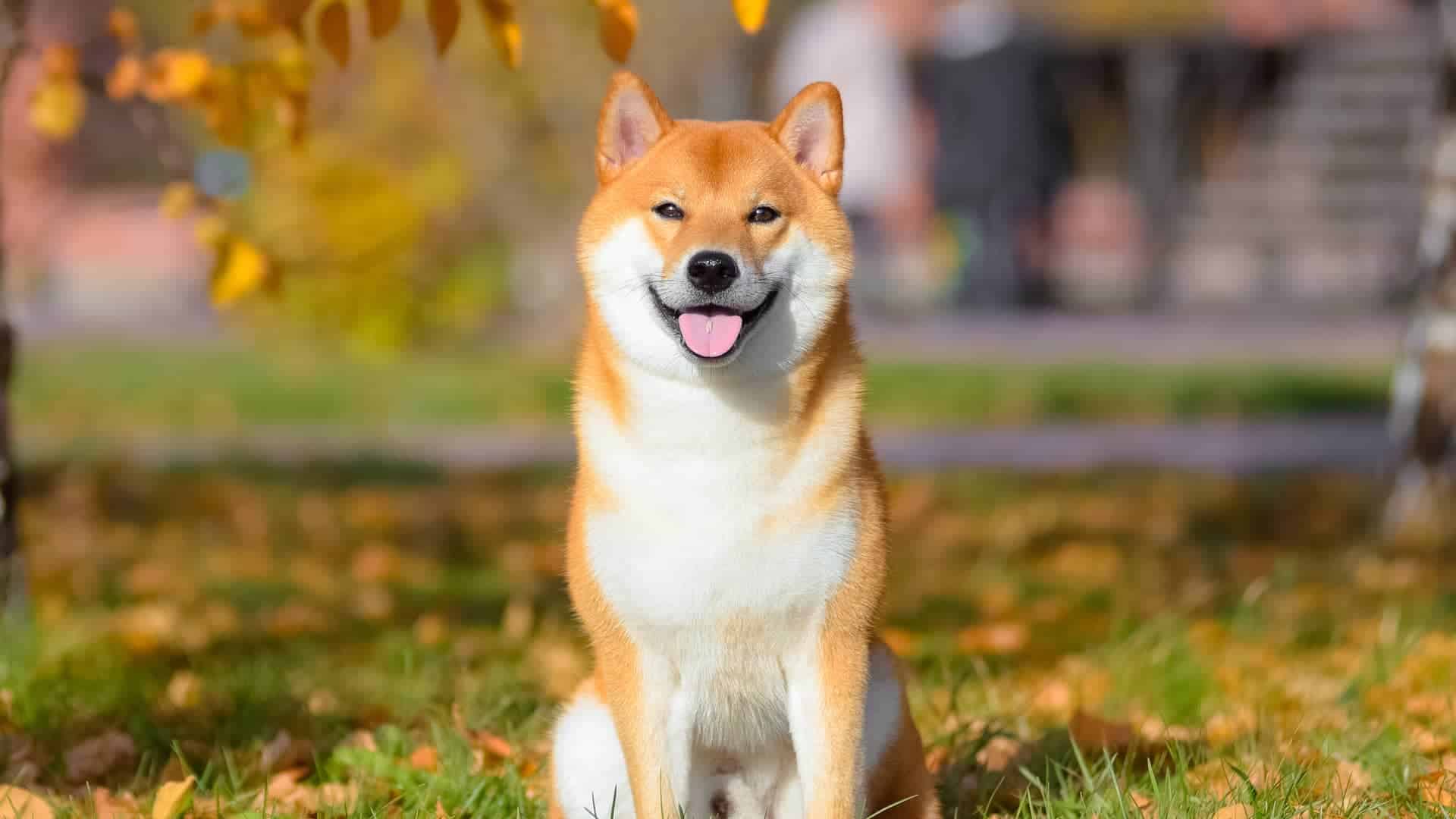 Shiba Inu - Origini, Caratteristiche e Carattere di Questa Razza