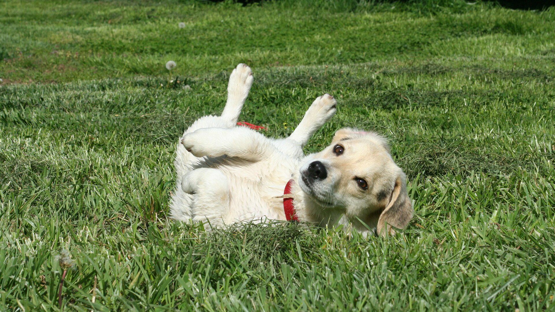 Top 6 Comportamenti Strani dei Cani e Cosa Significano Davvero