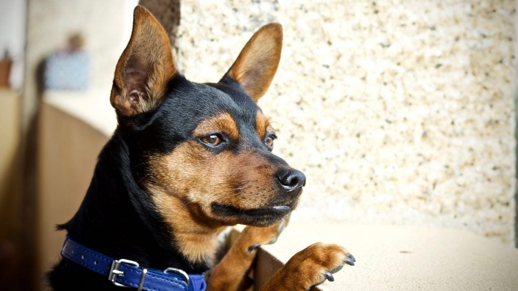 Pinscher - Origini, Caratteristiche e Carattere di Questa Razza