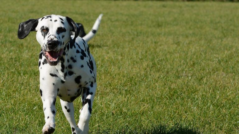 Dalmata - Origini, Caratteristiche e Carattere di Questa Razza