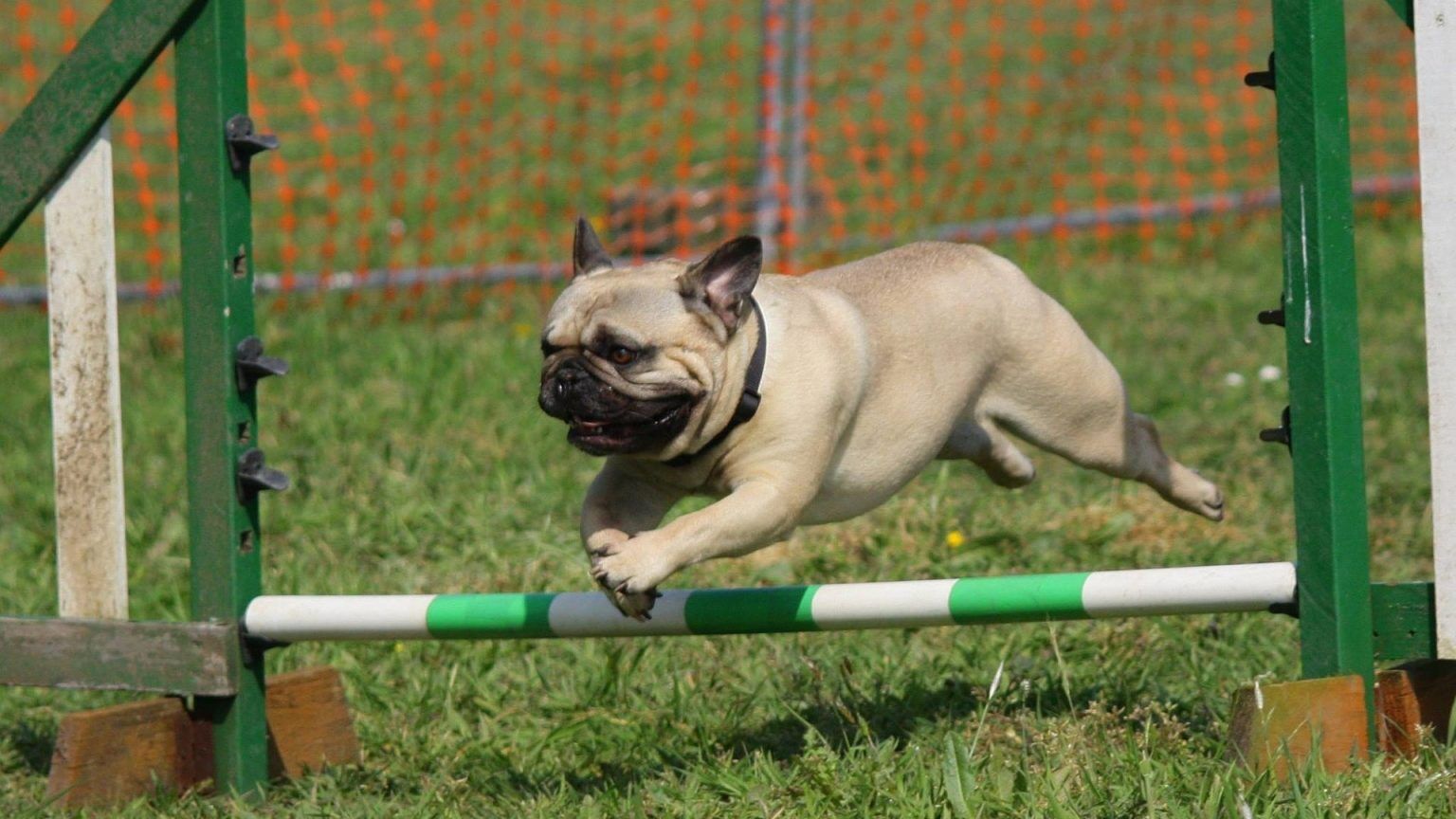 Carlino - Origini, Caratteristiche e Carattere di Questa Razza