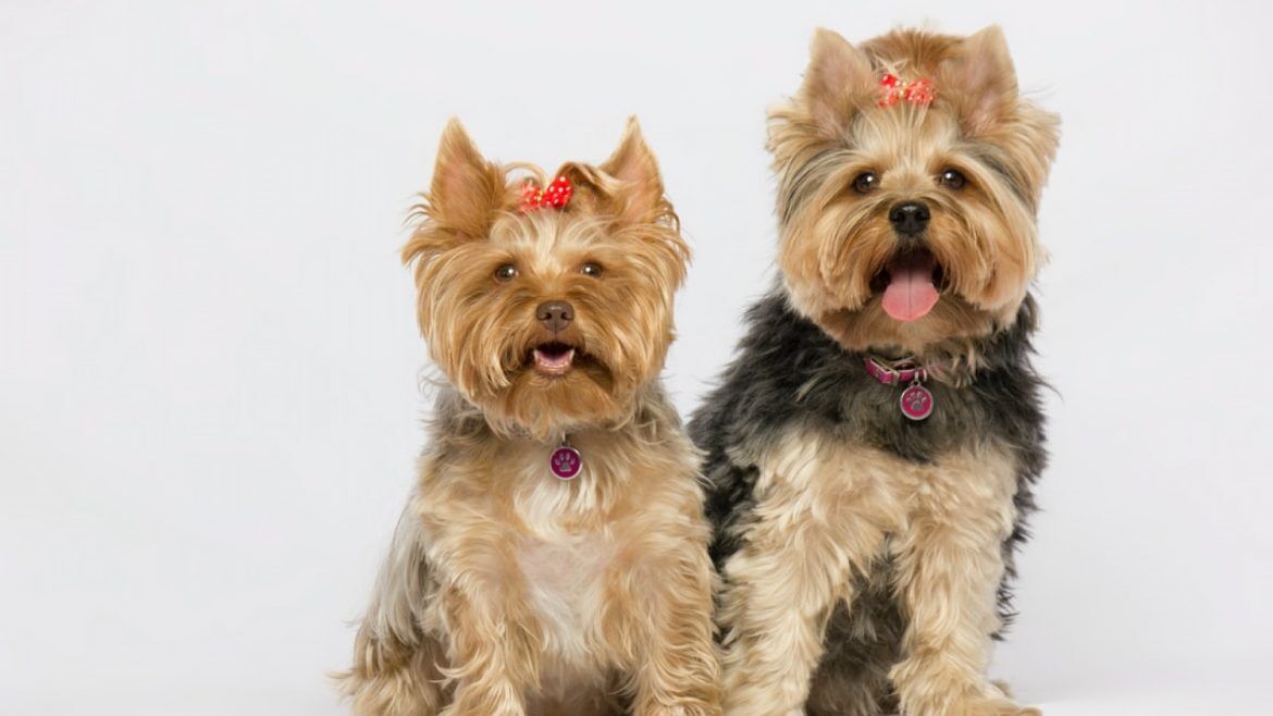 Cane che Scappa: i 3 Motivi per cui lo fa (e Come Risolvere)